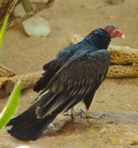 The Lenape Talking Dictionary | Detailed Entry View - turkey vulture ...